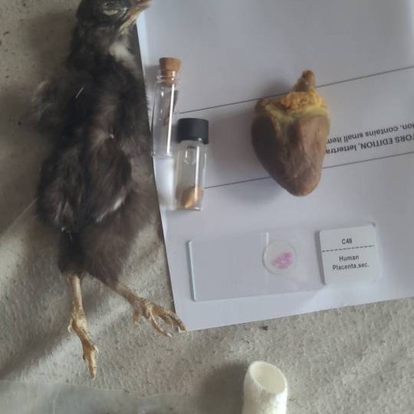 XXS Little Baby Coffin Mouse Adorabe Cute Mouse in a Tiny Open Casket ...