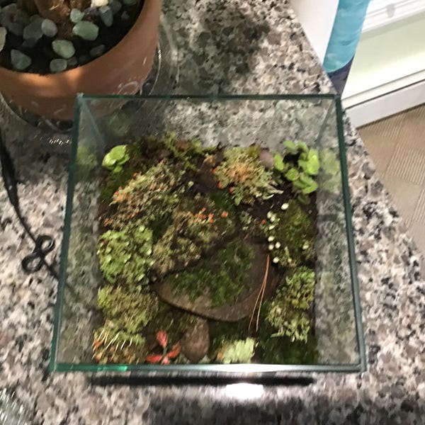 3 Pc British Soldier Pixie Cup Pityrea Cladonia Live Lichen Moss Combo ...