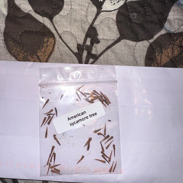 Barberry Bush Seeds: Berberis Vulgaris, Edible Berries - 20 Seeds - Etsy