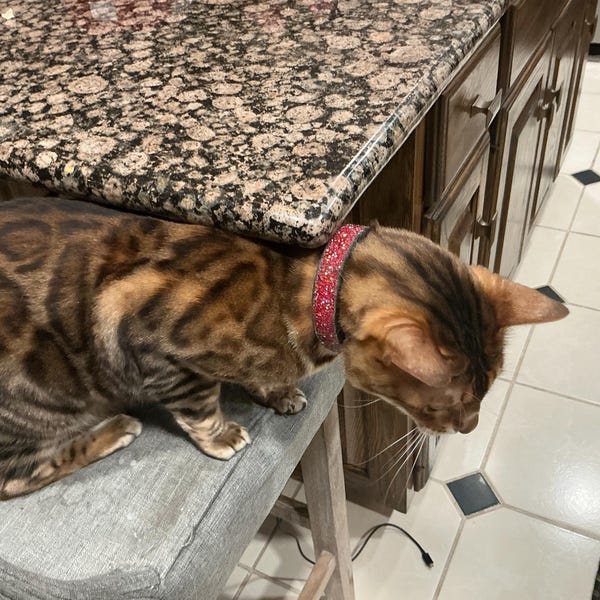 Ruby Red Rhinestone Cat Collar: Breakaway Bling Collar; Red Collar for ...