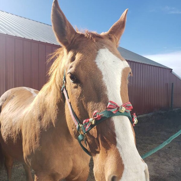 Christmas Jingle Bell Horse Halter, Christmas Horse Halter, Sleigh ...