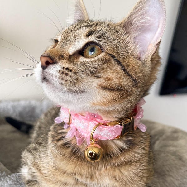 Personalized Cat& Small Dog Collar Bowtie Leash Set, Custom Engraved ...