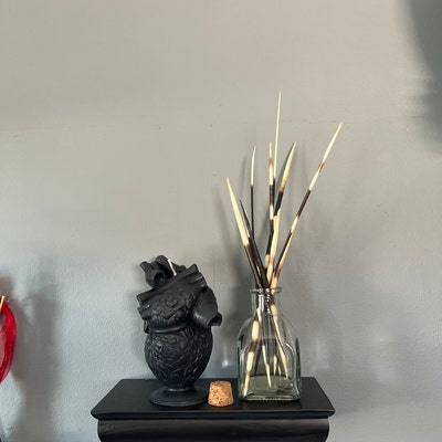 Authentic African Porcupine Quills, 5 Pcs, 9-12 Long Quills, Quill ...