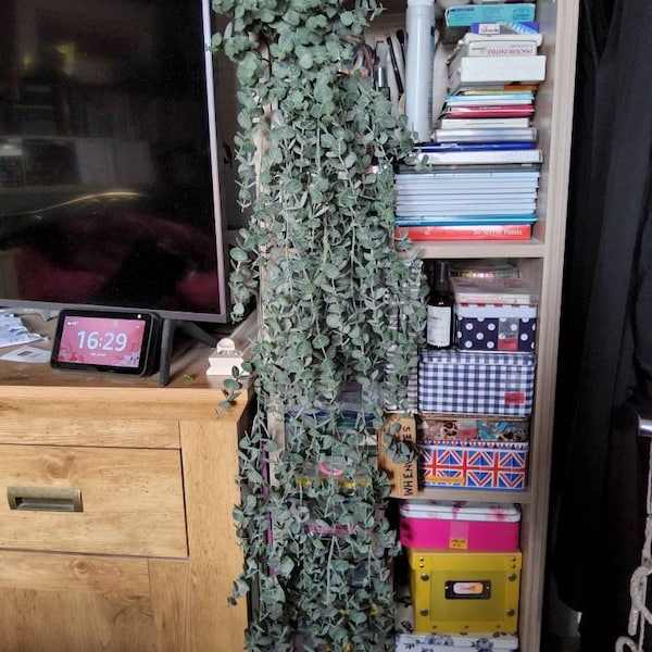 2 Stem Mini Phal Orchid Arrangement White - Etsy