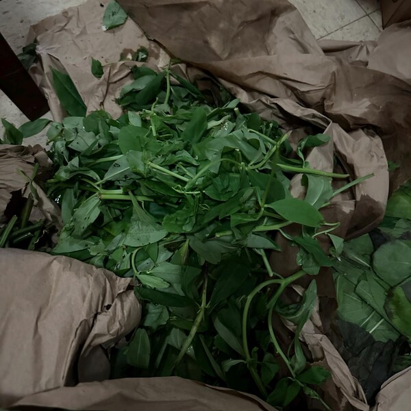 Green SEEDS (african Spinach, Efo Tete, Callaloo, Amaranthus Hybridus ...