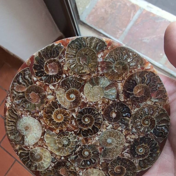 100G+ Natural Ammonite Fossil Shell Plate Disk +free Stand，conch，home ...