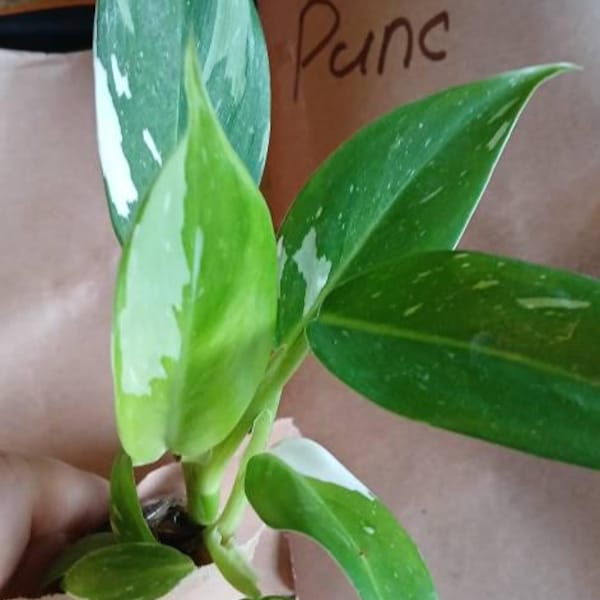 Philodendron Punctata **(ALL Starter Plants Require You to Purchase Any ...