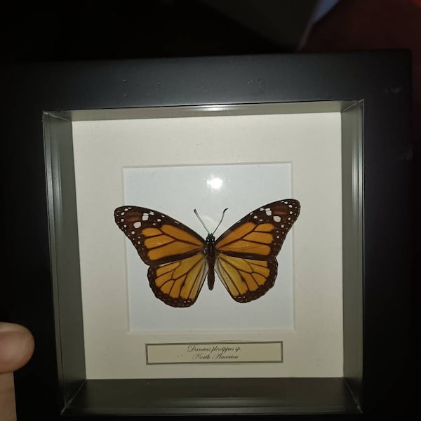 Mounted Fox (trophy) - Etsy