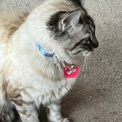 Pretzel Personalized Pet Tag Food Pet ID Tag Cat and Dog ID - Etsy