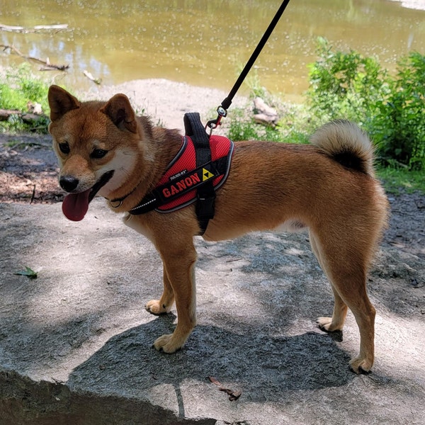 CUSTOM NAME M Dog Harness Embroidery Patch 110 X 30 Mm / 4.3'' X 1.2 ...