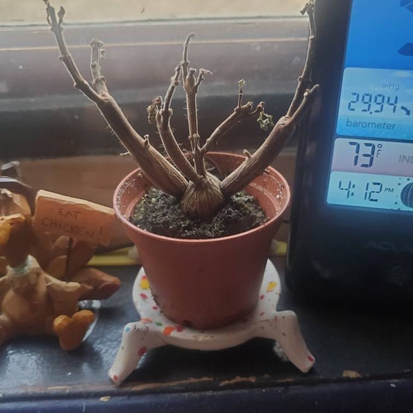 Bonsai Mint plectranthus Ernstii Caudex - Etsy