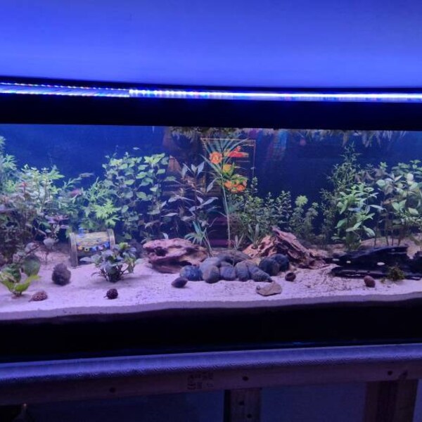 Elodea Densa Aquarium Aquatic Tropical Live Fish Tank Plant Plants ...