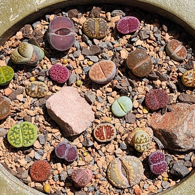SEEDS Lithops Aucampiae 'jacksons Jade' 20seeds C395 - Etsy