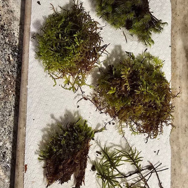 American Tree Moss - Etsy