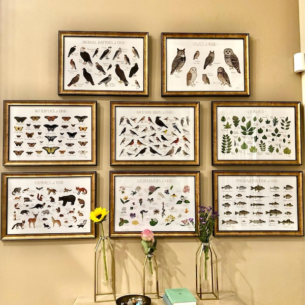 Quebec Land Mammals Field Guide Art Print / Animals of Canada ...