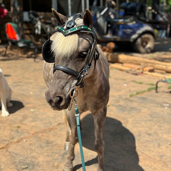 LARGE 2" Bridle Loop (double Bridle) Black Padded Leather Empty Channel ...