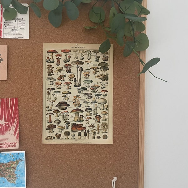 Vintage Wall Posters | Animals and Insects Wall Pictures | Mushrooms ...