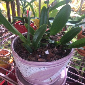 Siling Labuyo RARE Filipino Chili Pepper Seeds Free Shipping the ...