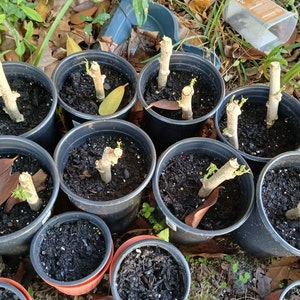 20x Golden Trumpet Tree Seeds, Handroanthus Chrysanthus, Guayacan ...