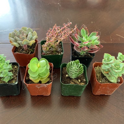 RARE Crassula Tabularis Pagoda Village Succulent Plant 2 Pot - Etsy