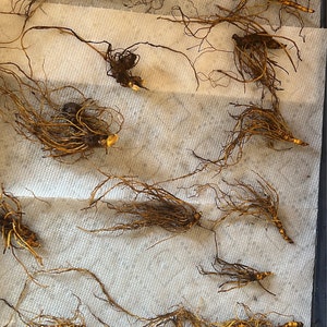 Silene Capensis Silene Undulata Xhosa African Dream Root Plant - Etsy