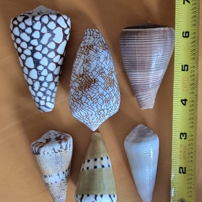 Cone Shells 6 Assorted Cone Shells Seashell Supply Craft Shells Beach ...