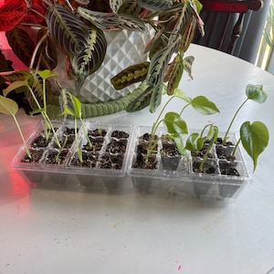 Aloe Striata 10 Seeds 'ghost Aloe' Succulent Uncommon - Etsy