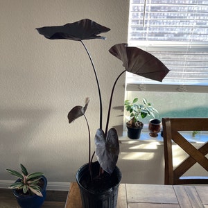 Bambusa lady Finger Clumping Non-invasive Bamboo Plant - Etsy