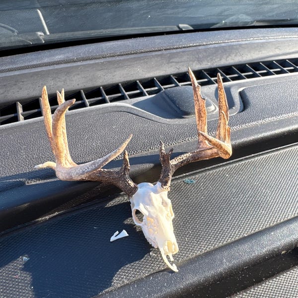 Mini Whitetail Buck Shoulder Mount #1 - Etsy