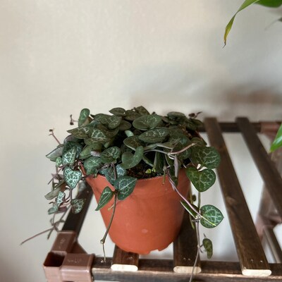 String of Hearts 4, 6 Ceropegia Woodii Trailing Succulent Hanging Plant ...
