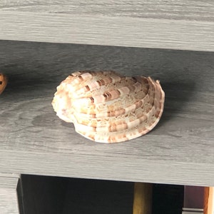 Imperial Volute Conch Shell Horn Spikes Unique Large Display | Etsy