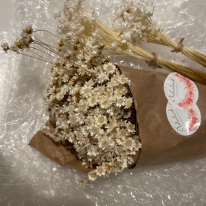 Glixia in Natural Colors, Pink or Purple Marcela Dried Flowers, Dried ...
