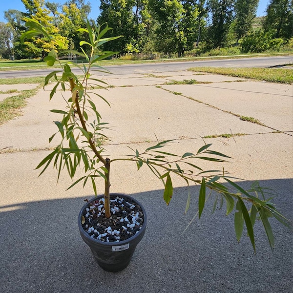 Chinese Chestnut Tree, Potted, 中华板栗树苗甘栗 - Etsy