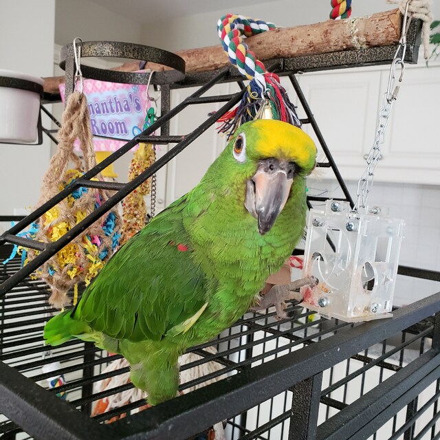 Locally made and handcrafted bird and small by FeatheredAddictions