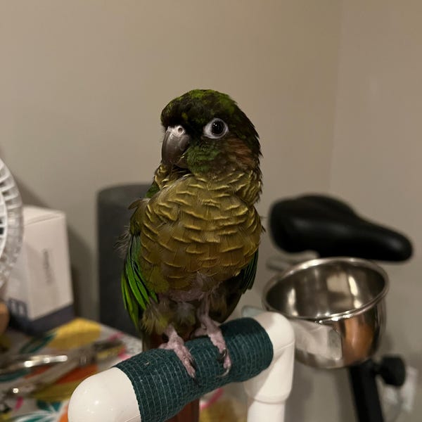 25 Closed Bird Leg Bands Aluminum Custom Laser Engraved in USA - Etsy