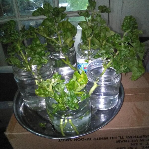 Wild Huckleberry 100 Seeds Wildlife Food - Etsy