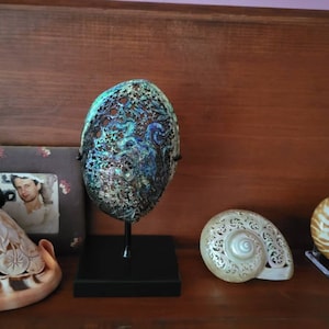 Hand Carved Pearl Mussel Clam Shell XL Size,hummingbird Theme,real and ...