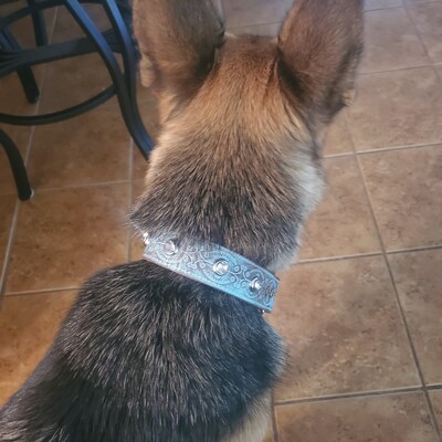 Lucky Dog Collar, Lucky Brand Dog Collar, Martingale Dog Collar. Bling ...