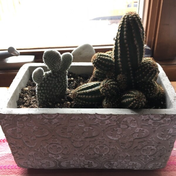 Small Cactus Plant. White Angel Wing Cactus. Also Called White Bunny ...
