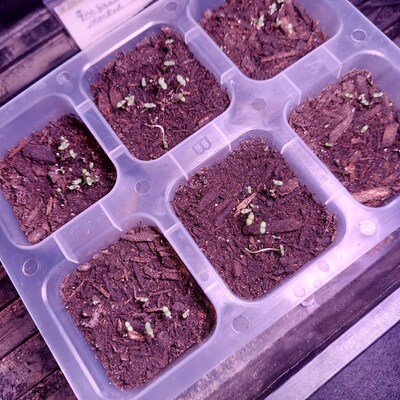 Purple Pampas Grass Seeds 200 Organic and Natural Grass Biofuel Green ...