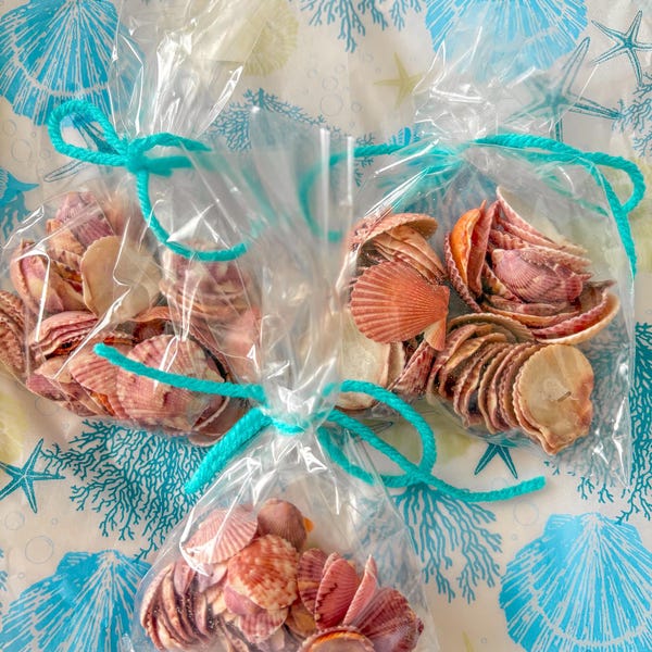 25+ Scallop Sea Shells, Florida Scallops, Sanibel Scallop Shells ...