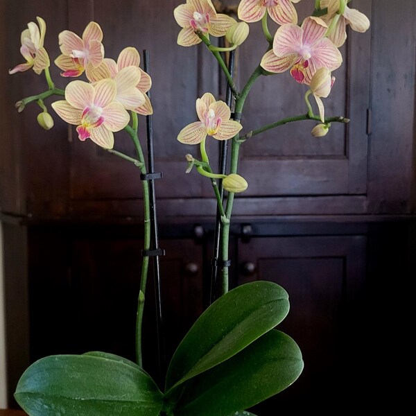 Rlc. Sung Ya Green 'mailman' 2.5 Pot - Etsy