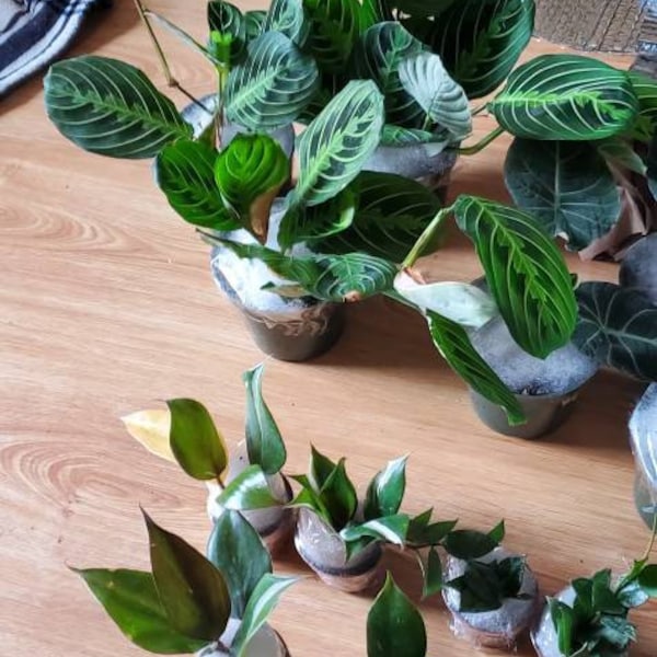 Calathea Lemon Lime Maranta Live Plant | Prayer Plant Maranta ...