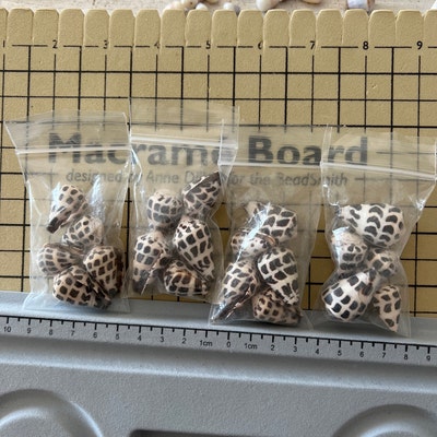 Small Hebrew Cone Seashells Conus Ebraeus 5 Shells Approx. 0.75 Inches ...