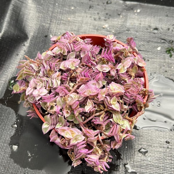 Sedum Dasyphyllum Major Blue Tears Sedum Live Succulent Plants 2" 4” 6 ...