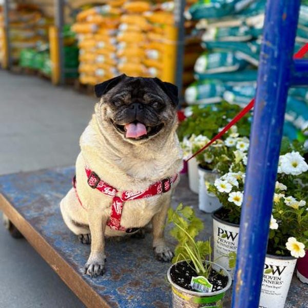 Dog Harness - Beach Day - Etsy
