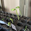 Semillas Pipian Criollo Salvadoreño- Green Striped Cushaw Seeds - Etsy