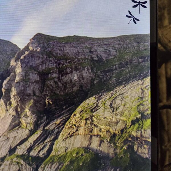 Dragonfly Decal | Dragonflies Stickers | Waterproof Sticker | Insect ...