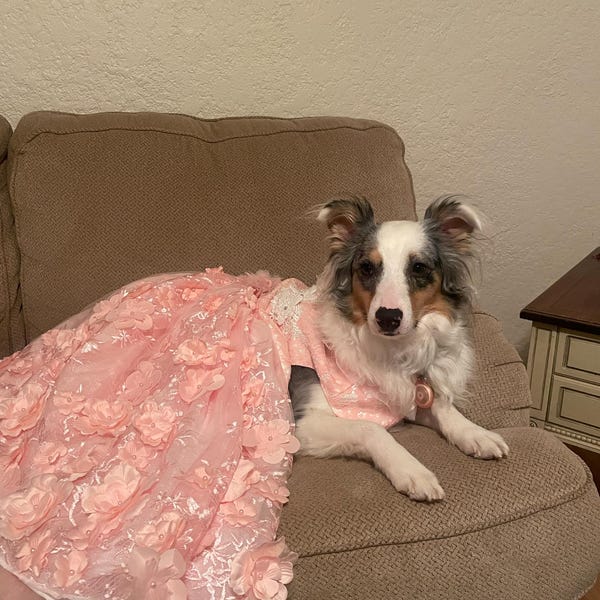 Dog Wedding Long Trailing Gown, Customizable Black Sequins Embroidered ...