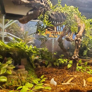 Aquarium / Terrarium Background / Rocky With Plants - Etsy